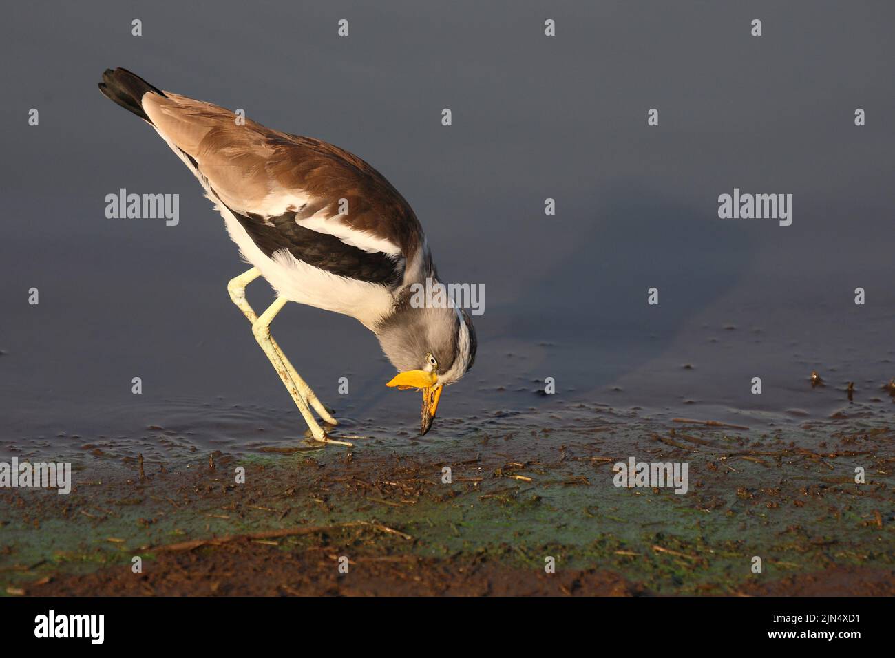 Weißscheitelkiebitz / White-crowned lapwing or White-headed Lapwing ...