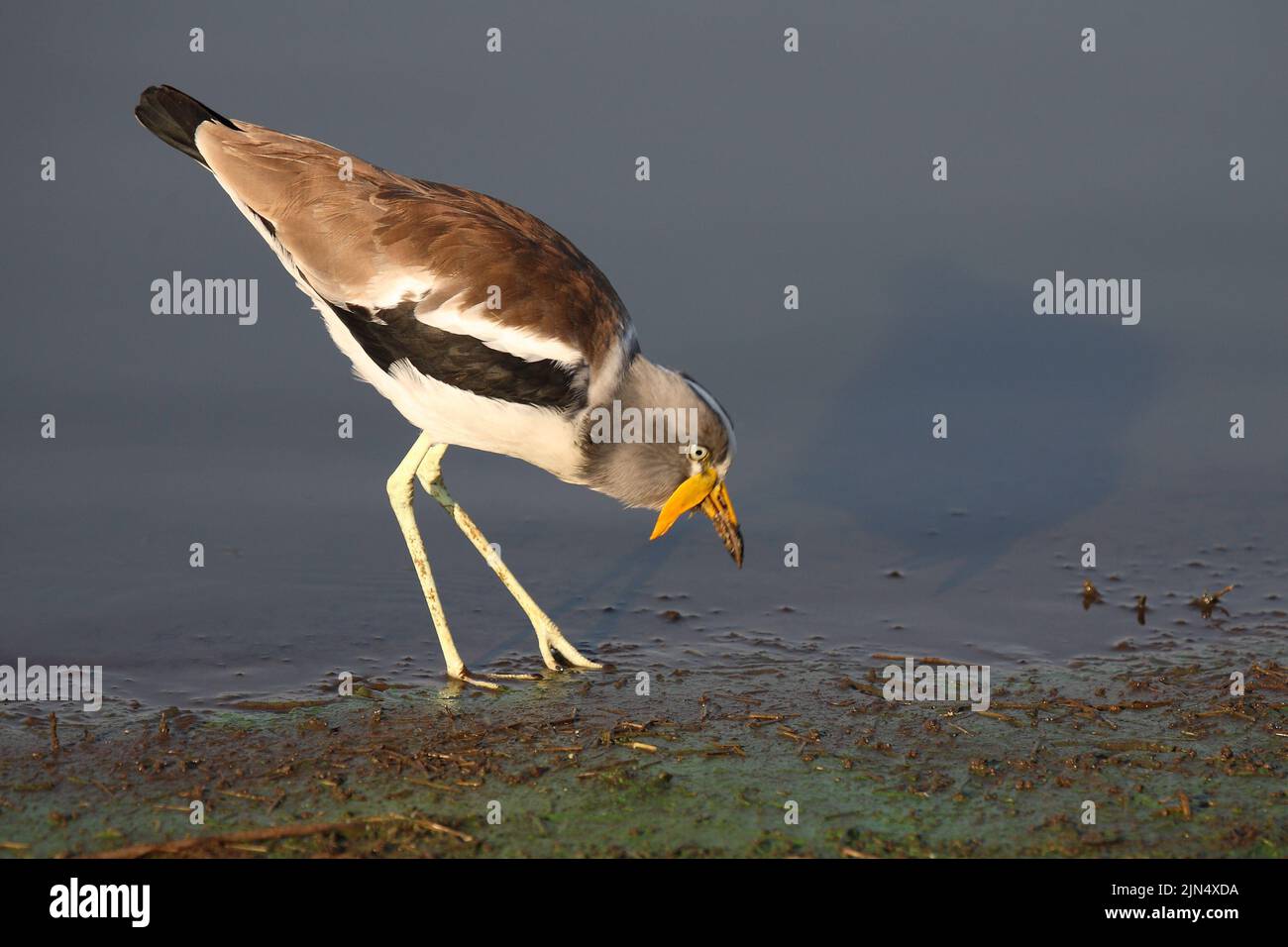 Weißscheitelkiebitz / White-crowned lapwing or White-headed Lapwing ...