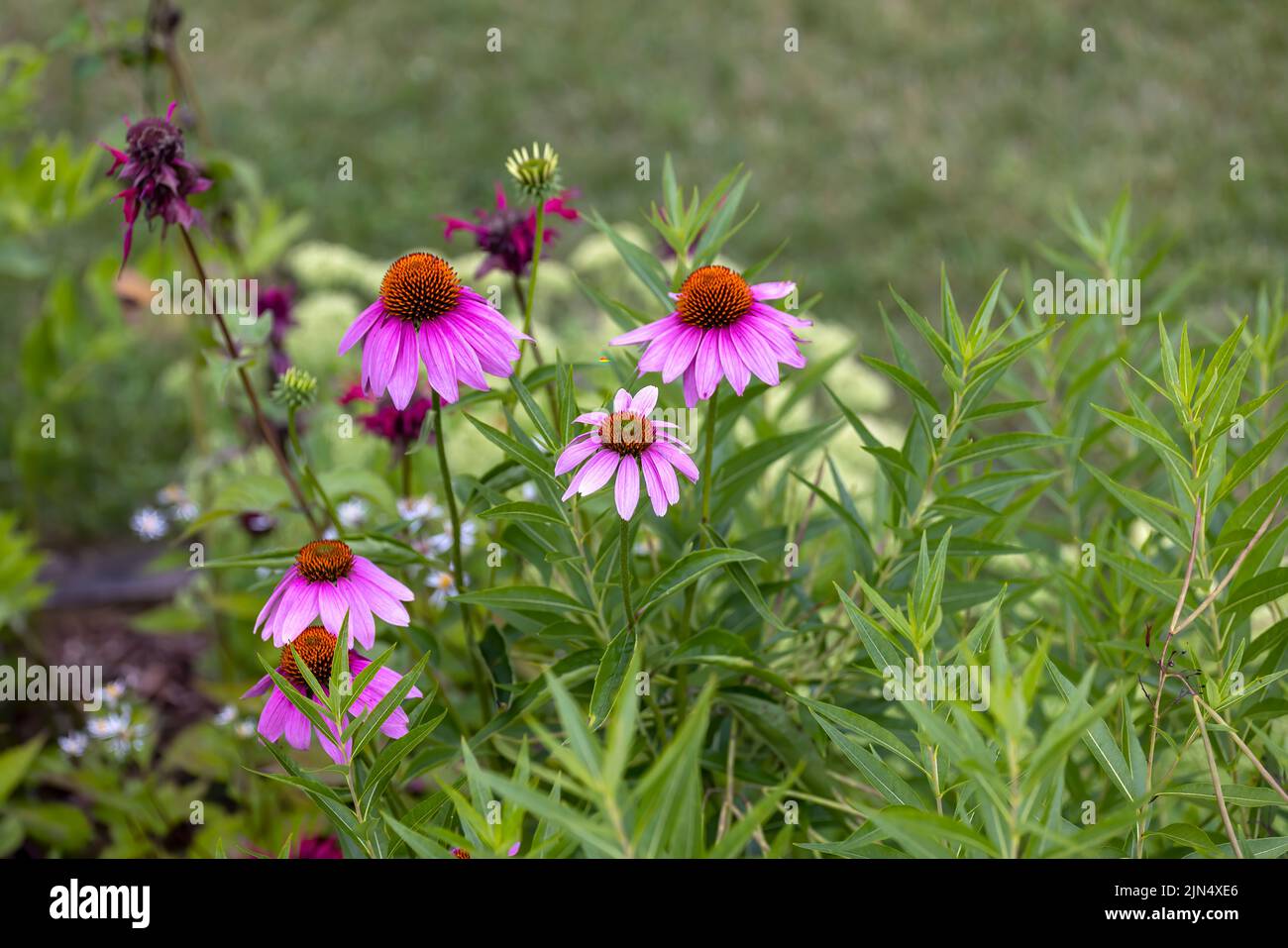 Flowers which are commonly called coneflowers (Echinacea). The pale ...