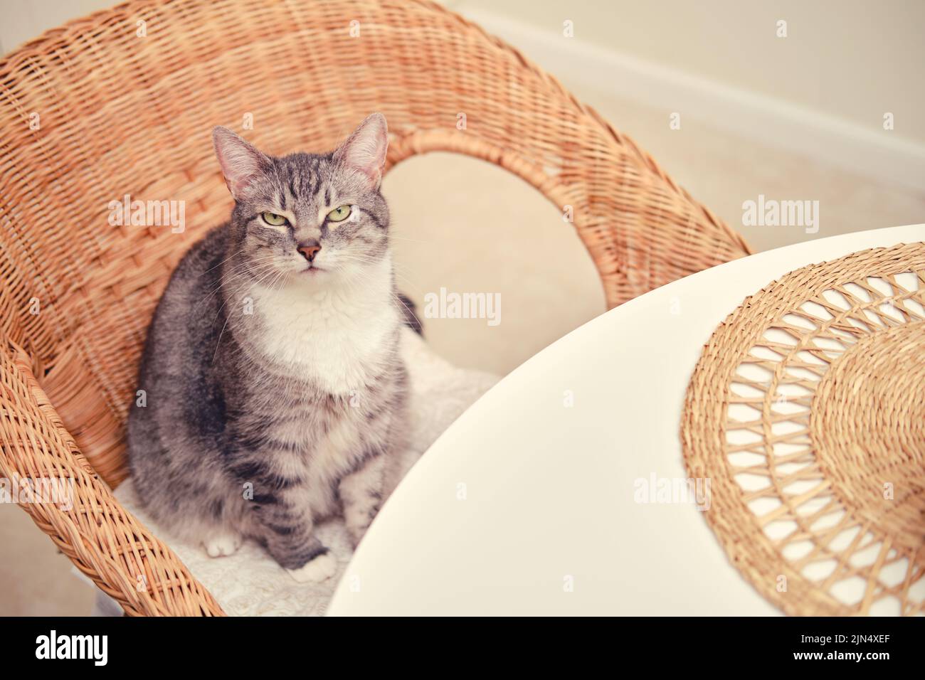 Angry cat is sitting on a chair at the table in the home kitchen Stock ...