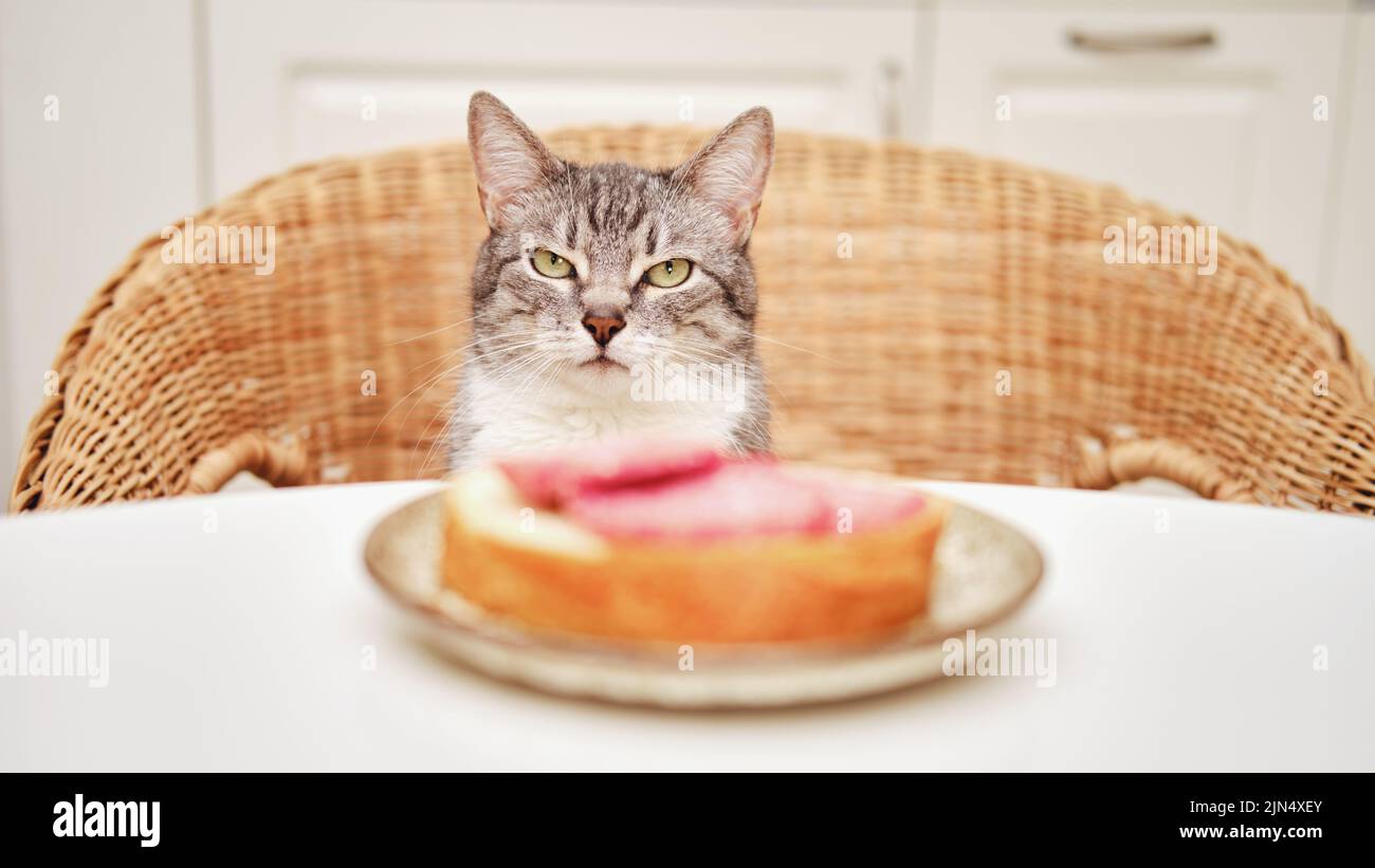 An angry cat is sitting at the table near a sausage sandwich in the ...