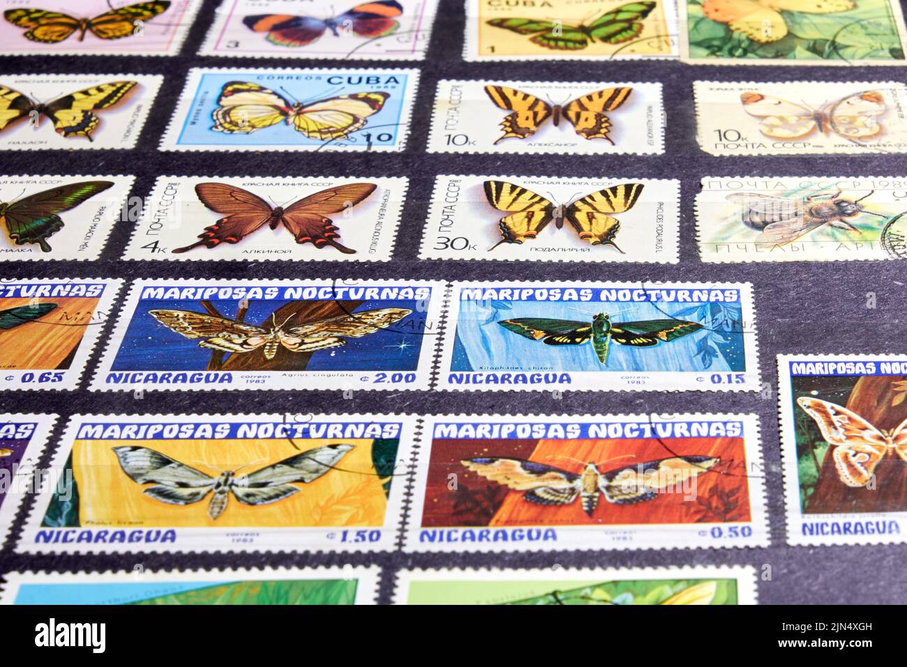 Butterfly collector vintage hi-res stock photography and images - Alamy