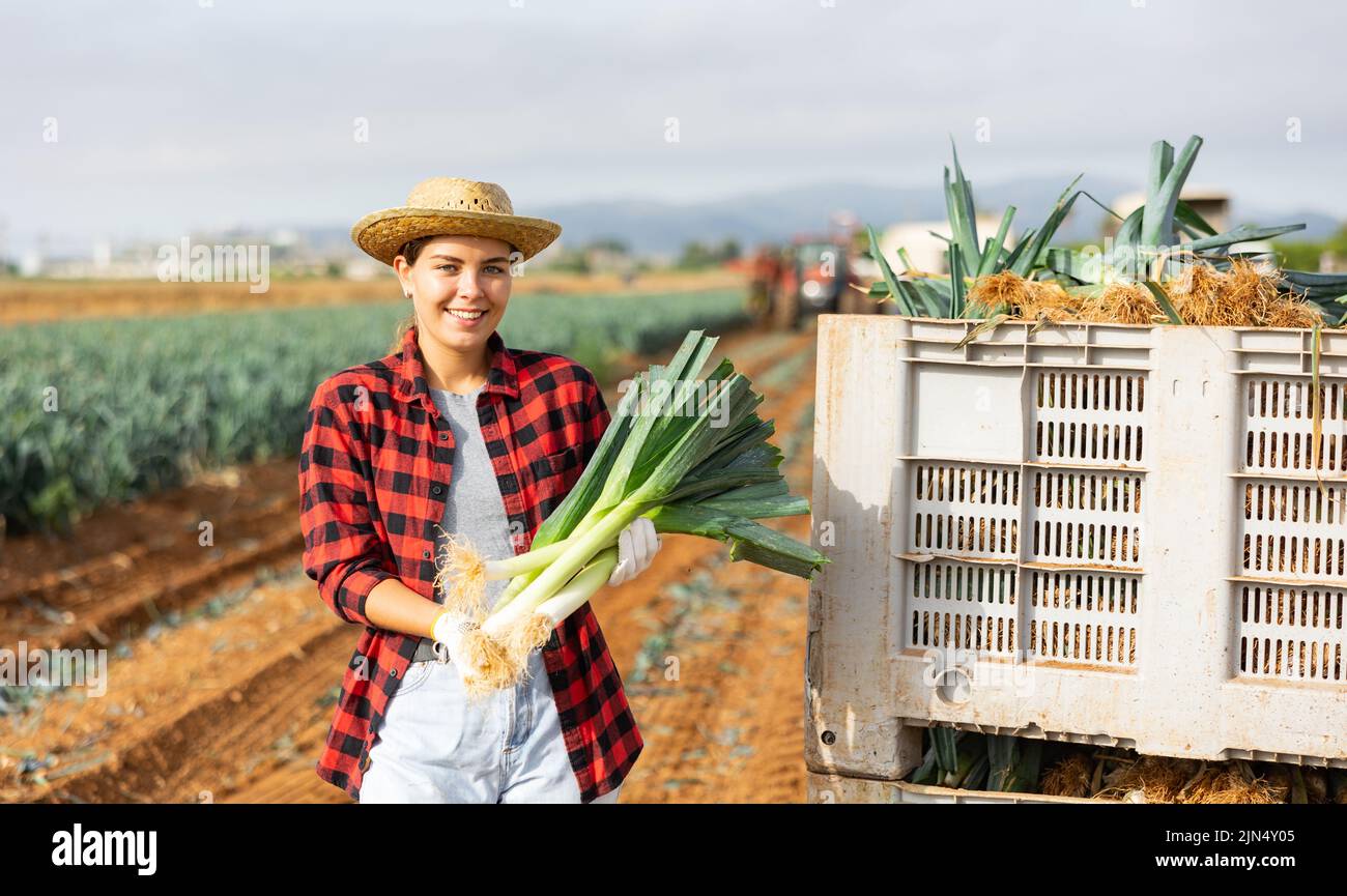 Hired worker woman harvests leek and puts it in boxes on field Stock ...