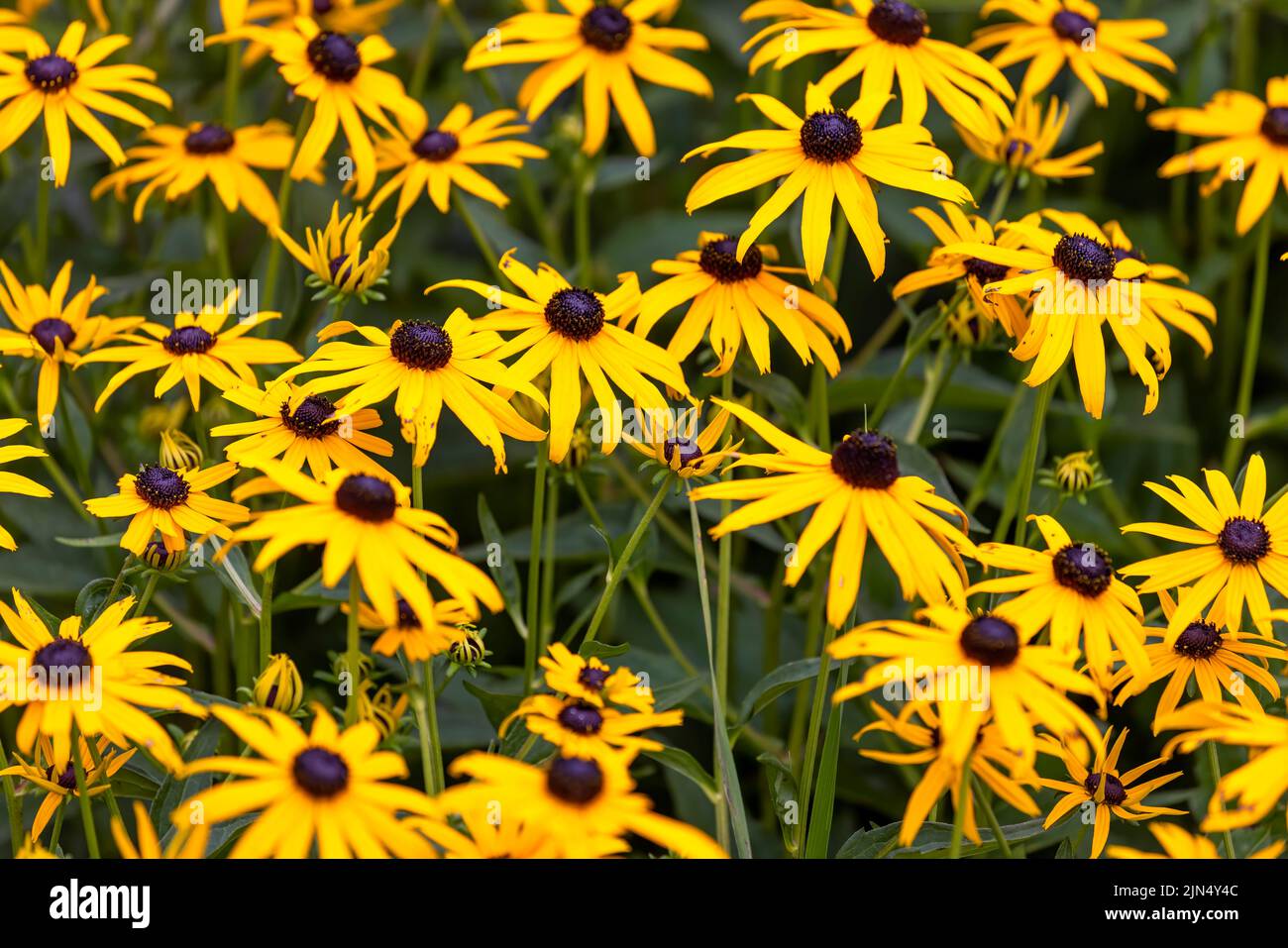 The cup plant (Silphium perfoliatum). native to eastern and central ...