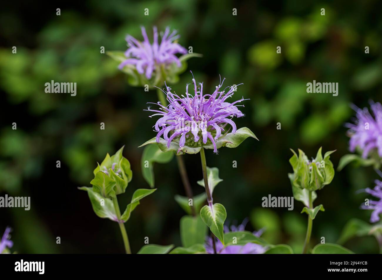Wild Bergamot (Monarda fistulosa). Perennial wildflower native to most ...