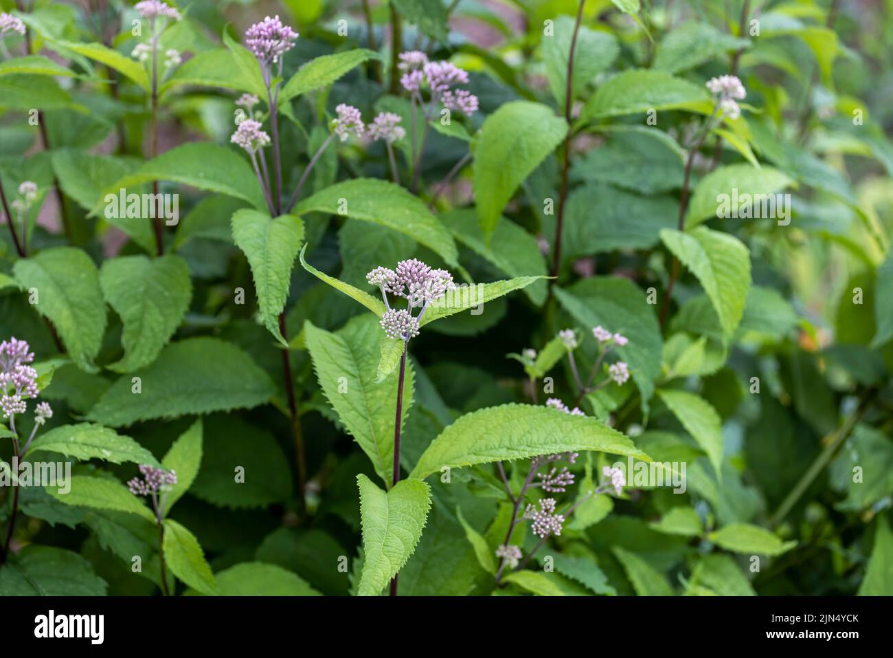 Joe-Pye weeds ( Eutrochium ) are native plant to the United States and ...