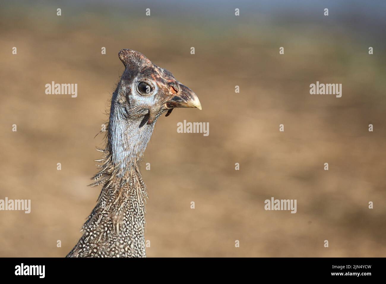 Helmeted child hi-res stock photography and images - Alamy