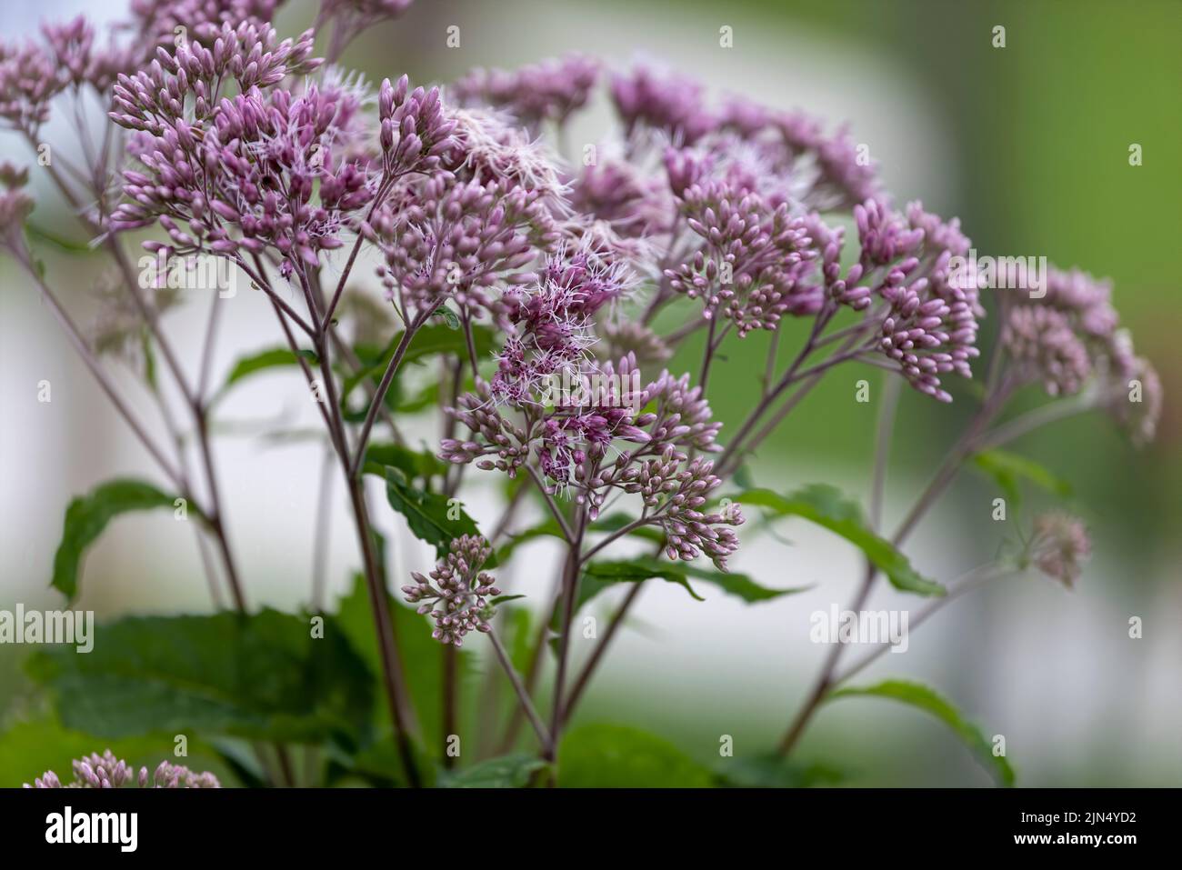 Joe-Pye weeds ( Eutrochium ) are native plant to the United States and ...