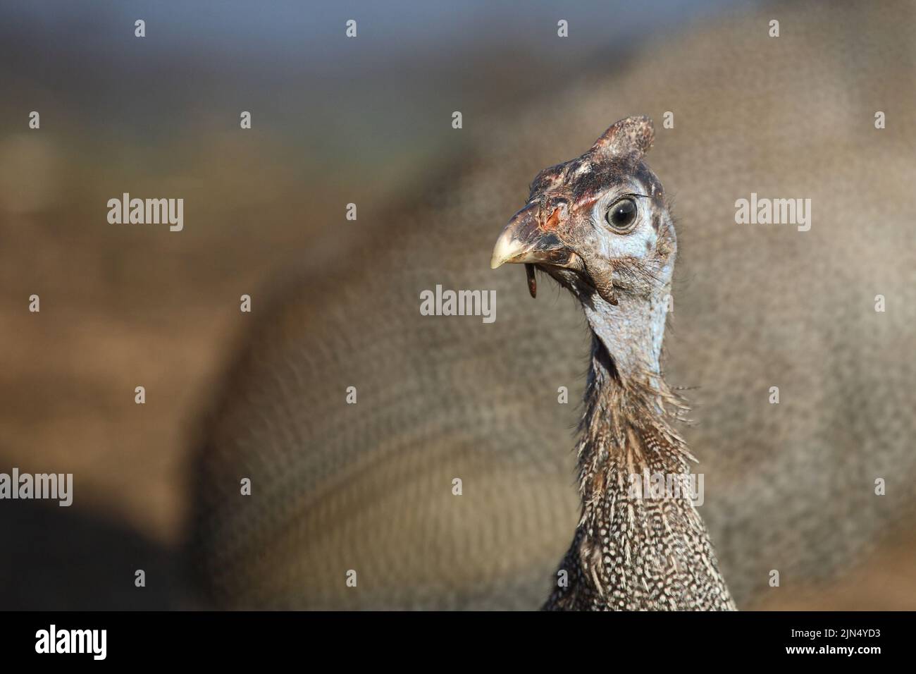 Helmeted children hi-res stock photography and images - Alamy