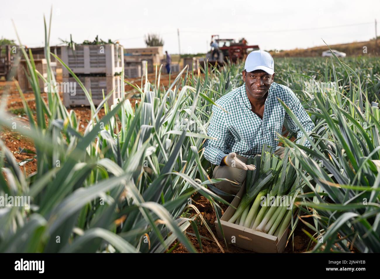 Smiling agriculturist with crate of leek on vegetable plantation Stock ...