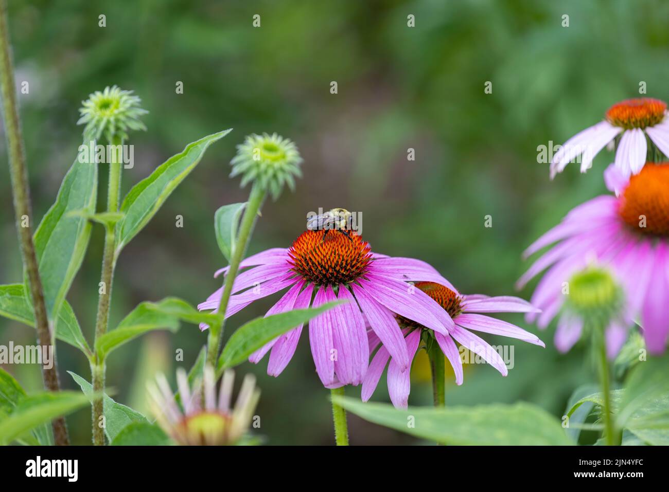 Flowers which are commonly called coneflowers (Echinacea). The pale ...