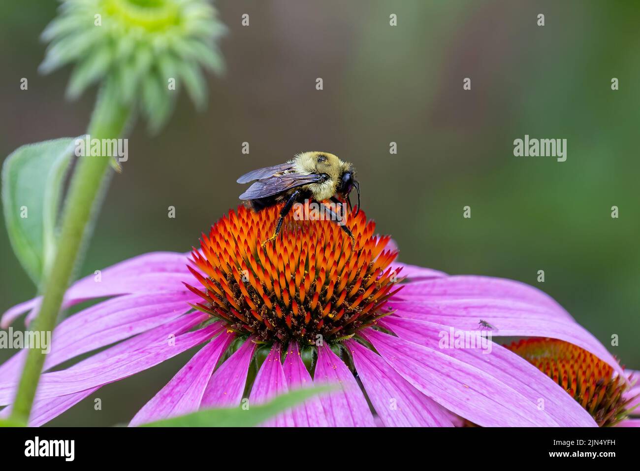 Flowers which are commonly called coneflowers (Echinacea). The pale ...