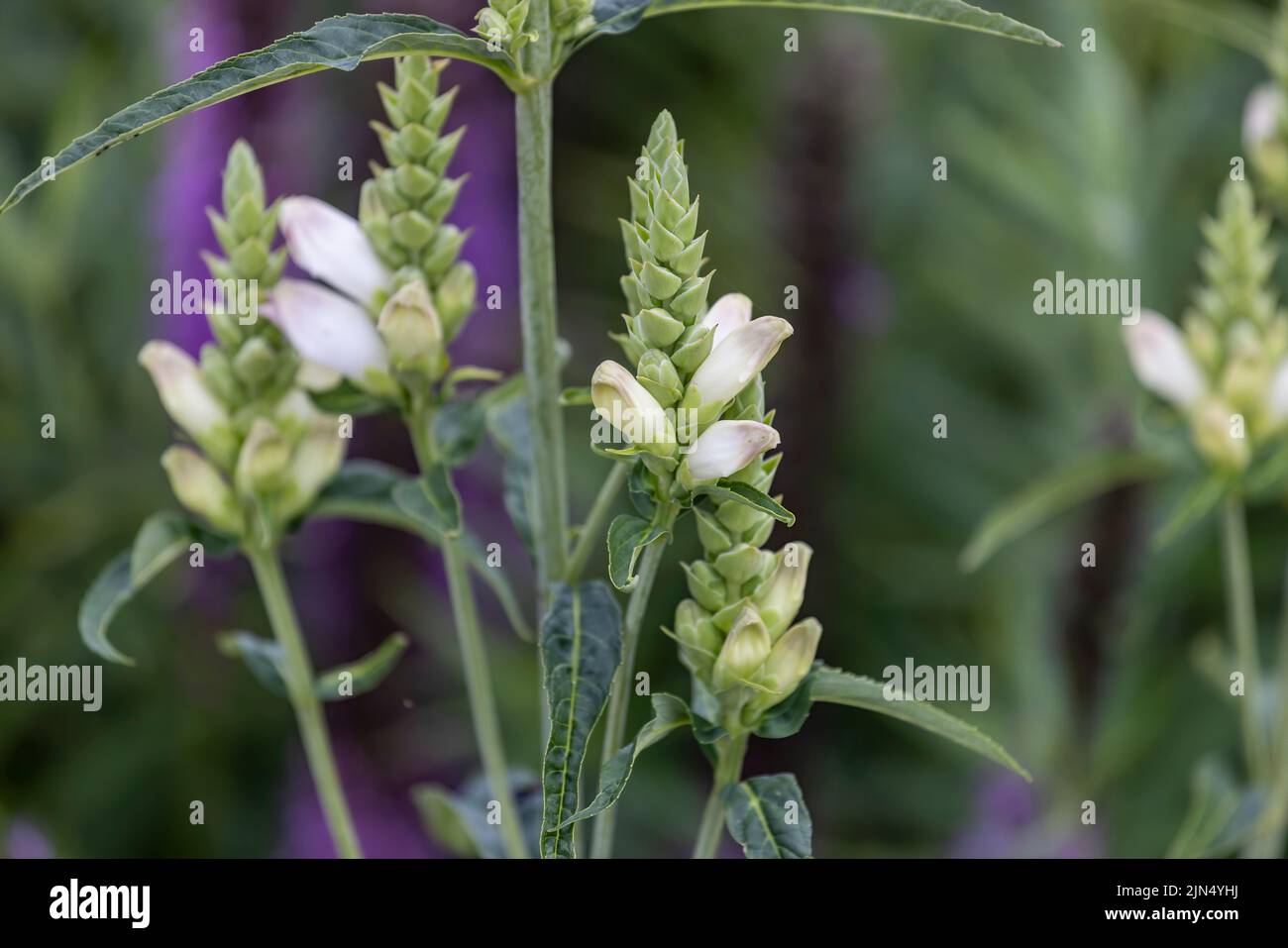 The white turtlehead (Chelone glabra) species of plant native to North ...