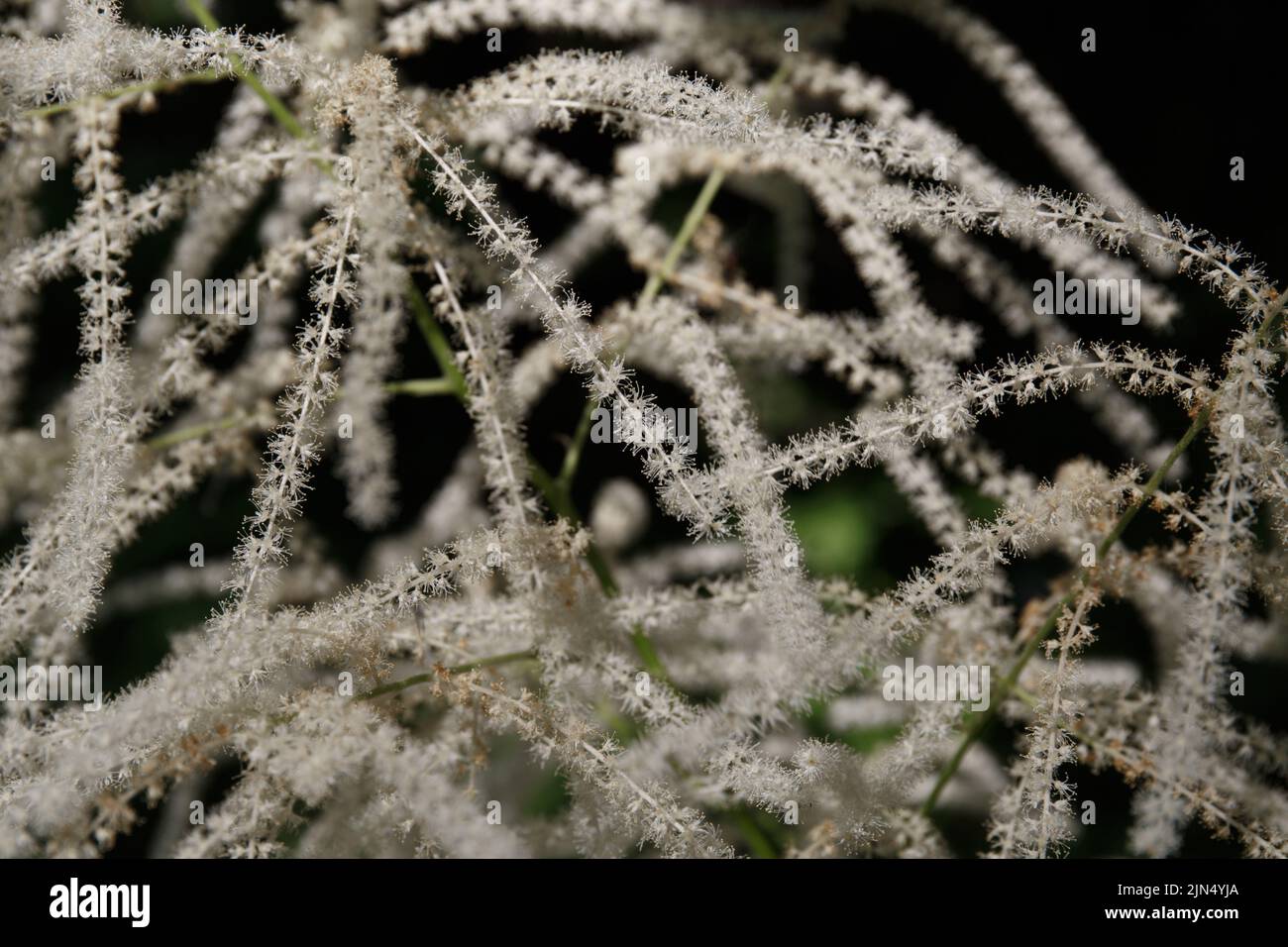 Aruncus dioicus, known as goat's beard, buck's-beard or bride's ...