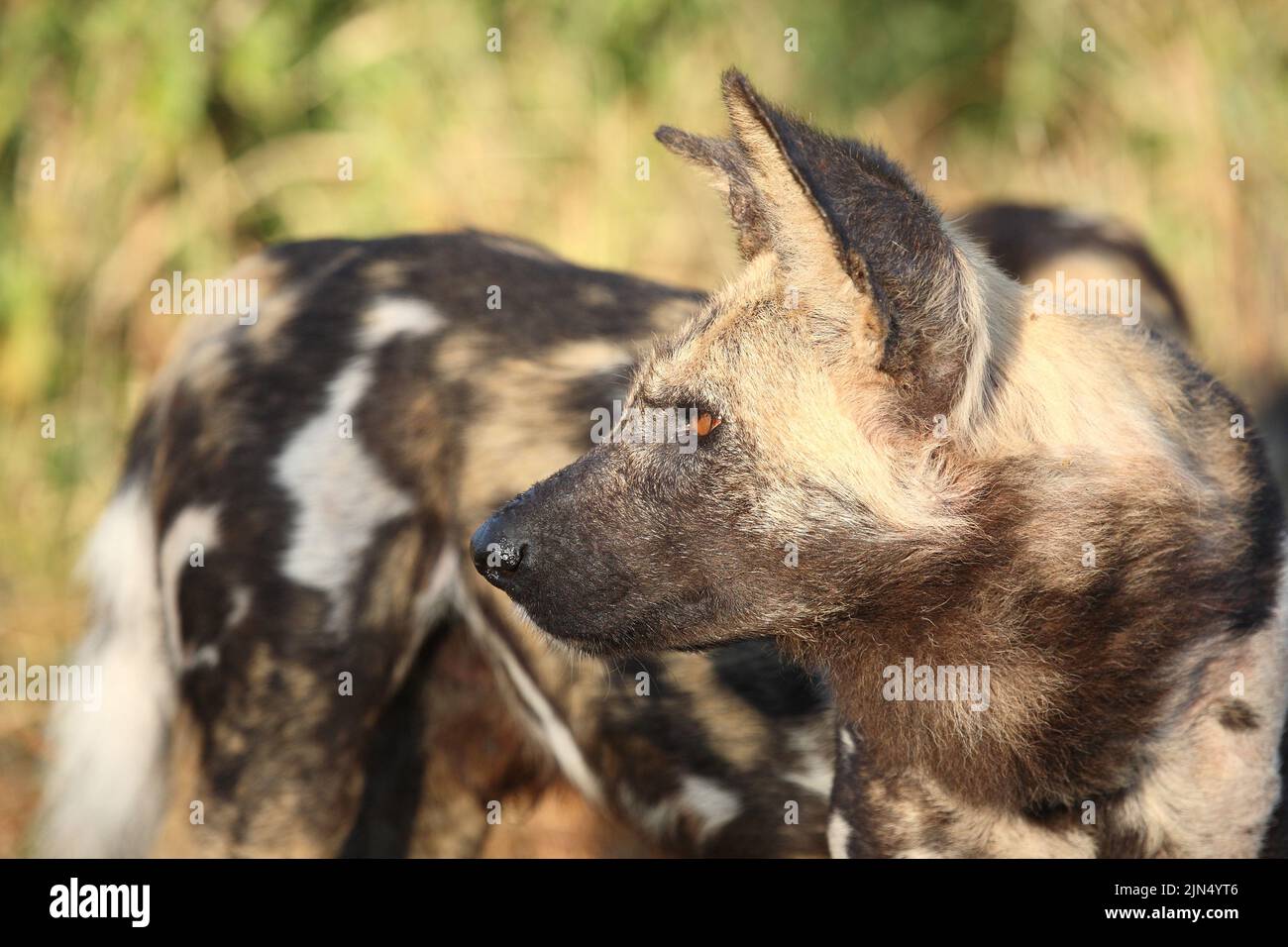 Afrikanischer Wildhund / African wild dog / Lycaon pictus Stock Photo ...