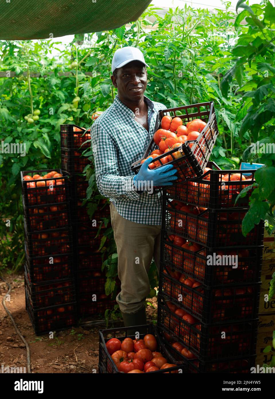 African american hired worker harvests ripe tomatoes in greenhouse ...