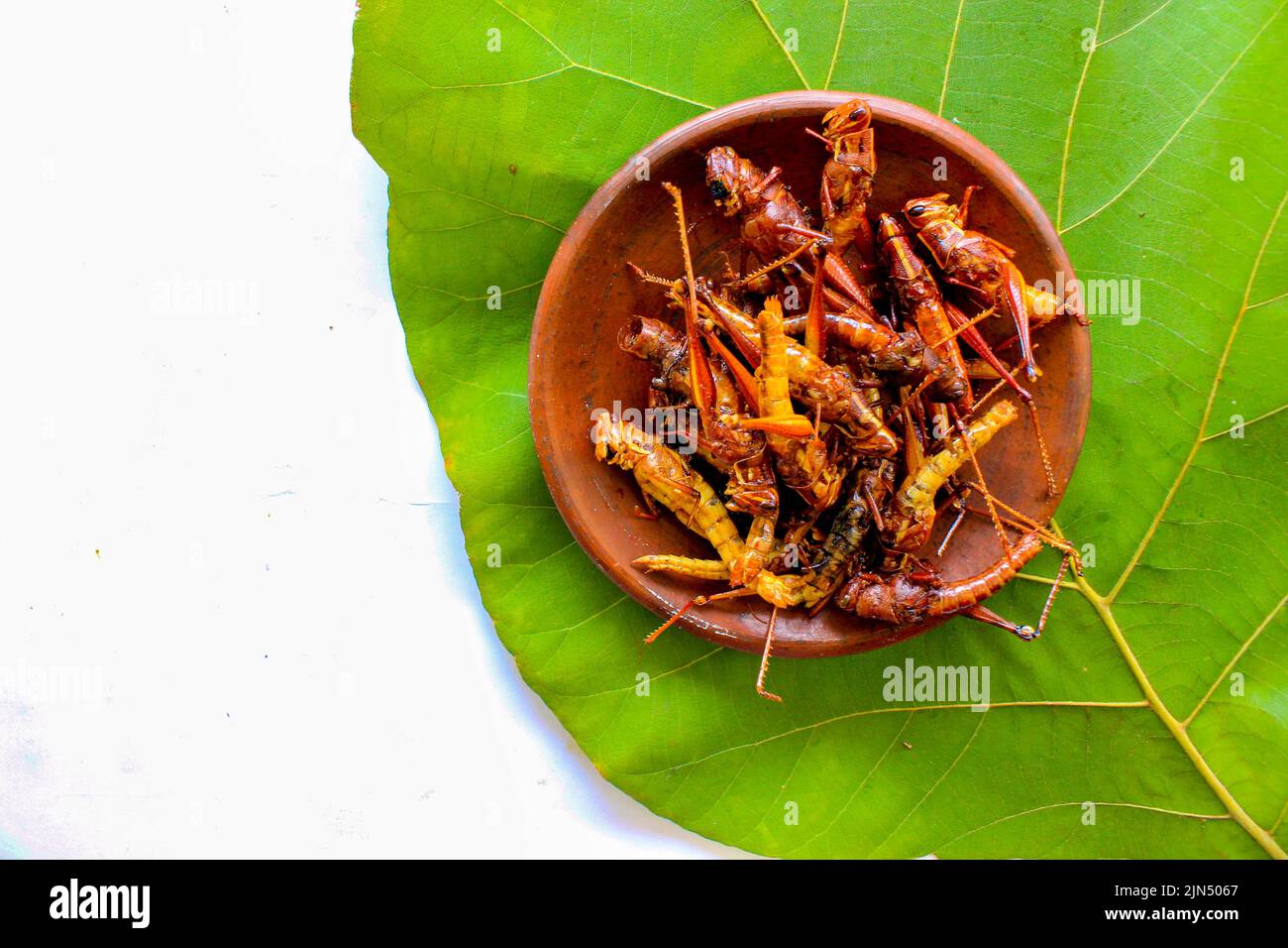 fried grasshopper or belalang goreng is traditional food from southeast ...