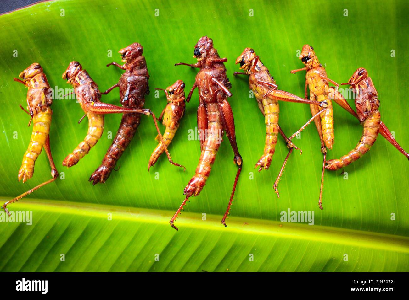 fried grasshopper or belalang goreng is traditional food from southeast ...