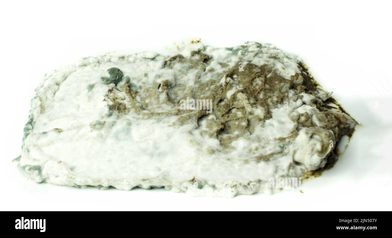 white and green mold growth on pork pate, shot on white background ...