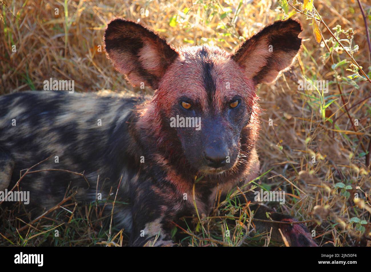 Blutbesudelter Afrikanischer Wildhund nach Beutezug / Bloodstained ...