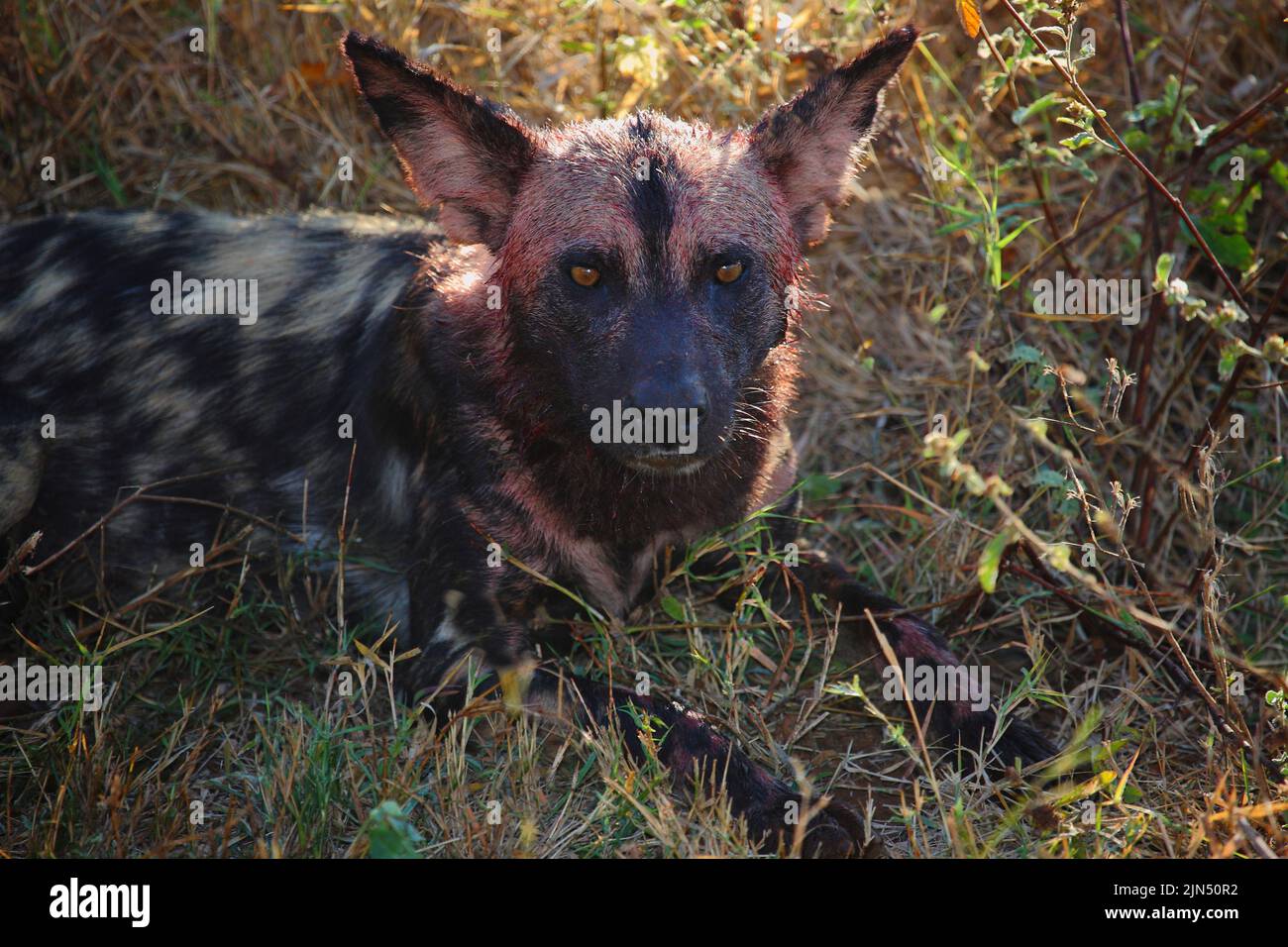 Blutbesudelter Afrikanischer Wildhund nach Beutezug / Bloodstained ...