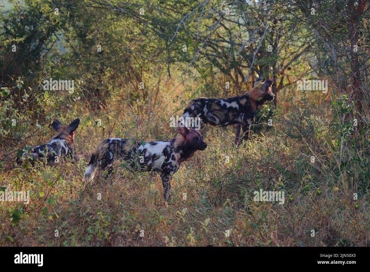 Blutbesudelter Afrikanischer Wildhund nach Beutezug / Bloodstained ...