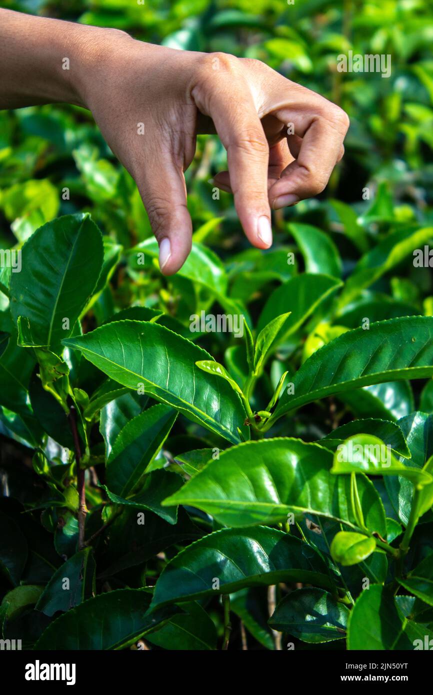 close up Women Hand finger picking up tea leaves at a tea plantation ...