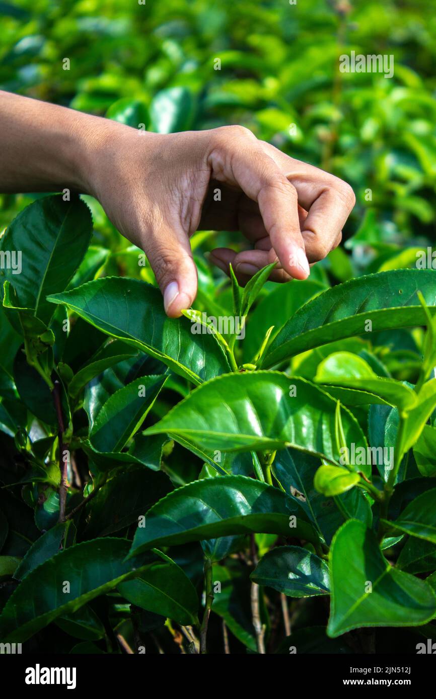 close up Women Hand finger picking up tea leaves at a tea plantation ...