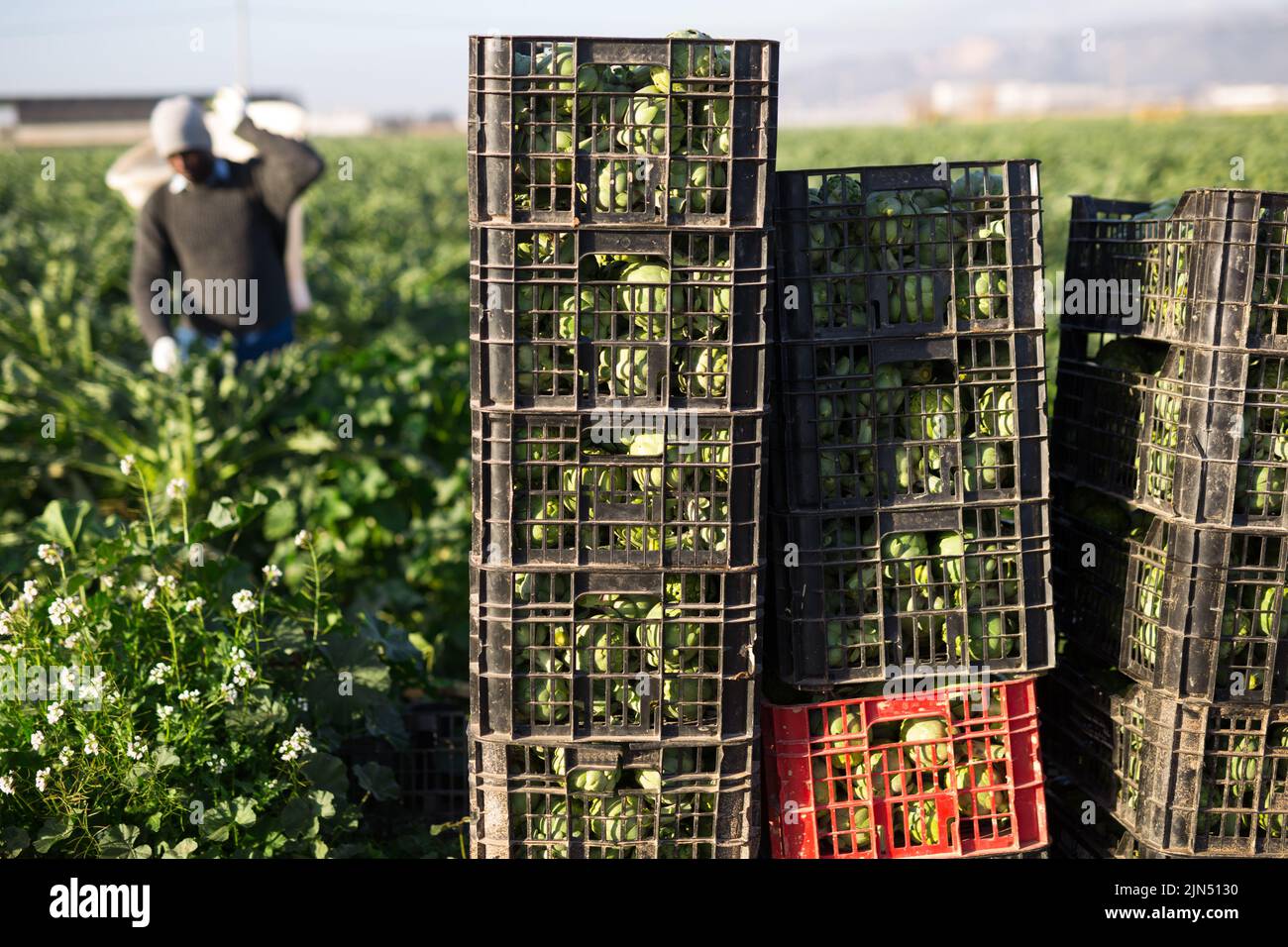 Stacks of crates full of arichokes on plantation Stock Photo - Alamy