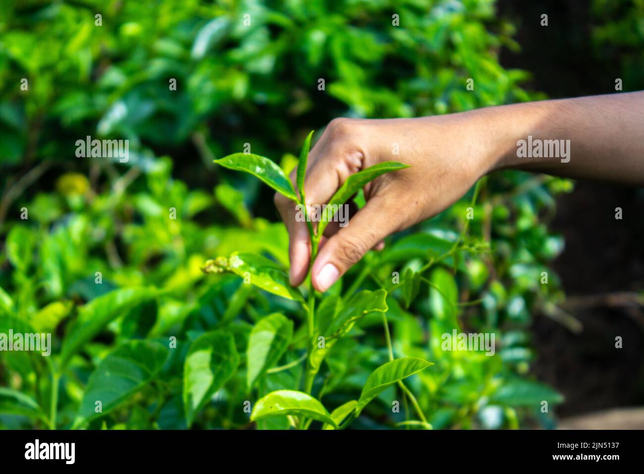 close up Women Hand finger picking up tea leaves at a tea plantation ...