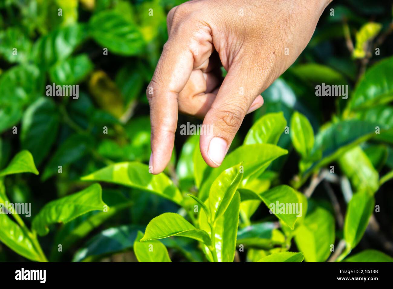 close up Women Hand finger picking up tea leaves at a tea plantation ...