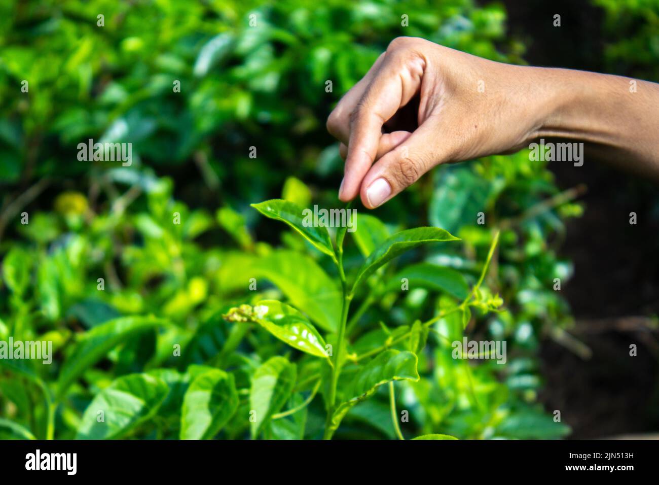 close up Women Hand finger picking up tea leaves at a tea plantation ...