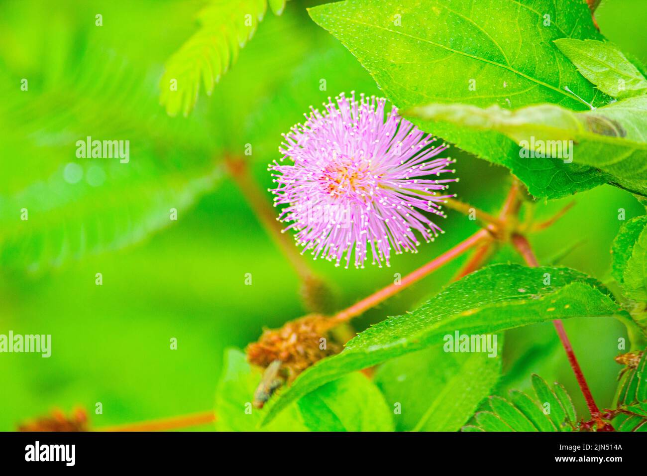 mimosa plant, sensitive plant or putri malu or sleepy plant (Mimosa ...