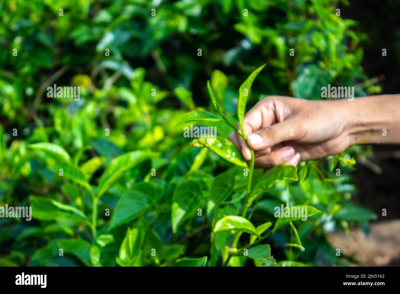close up Women Hand finger picking up tea leaves at a tea plantation ...