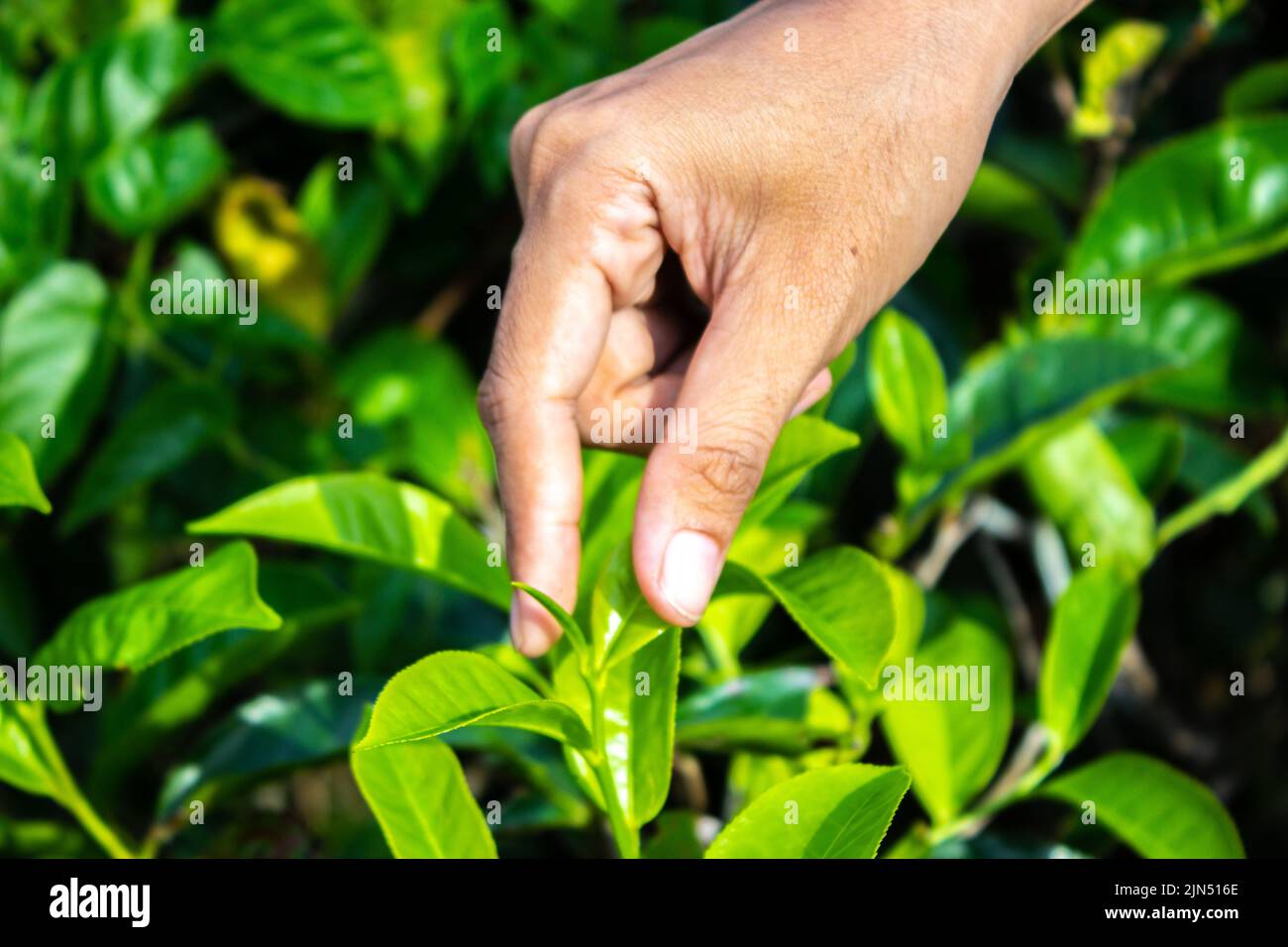 close up Women Hand finger picking up tea leaves at a tea plantation ...