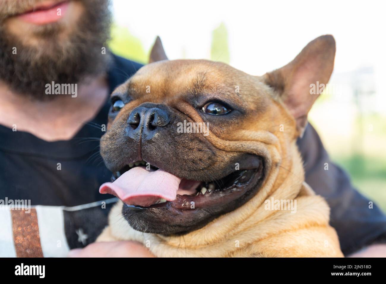 Adorable small active little smart dog French Bulldog with fashion ...