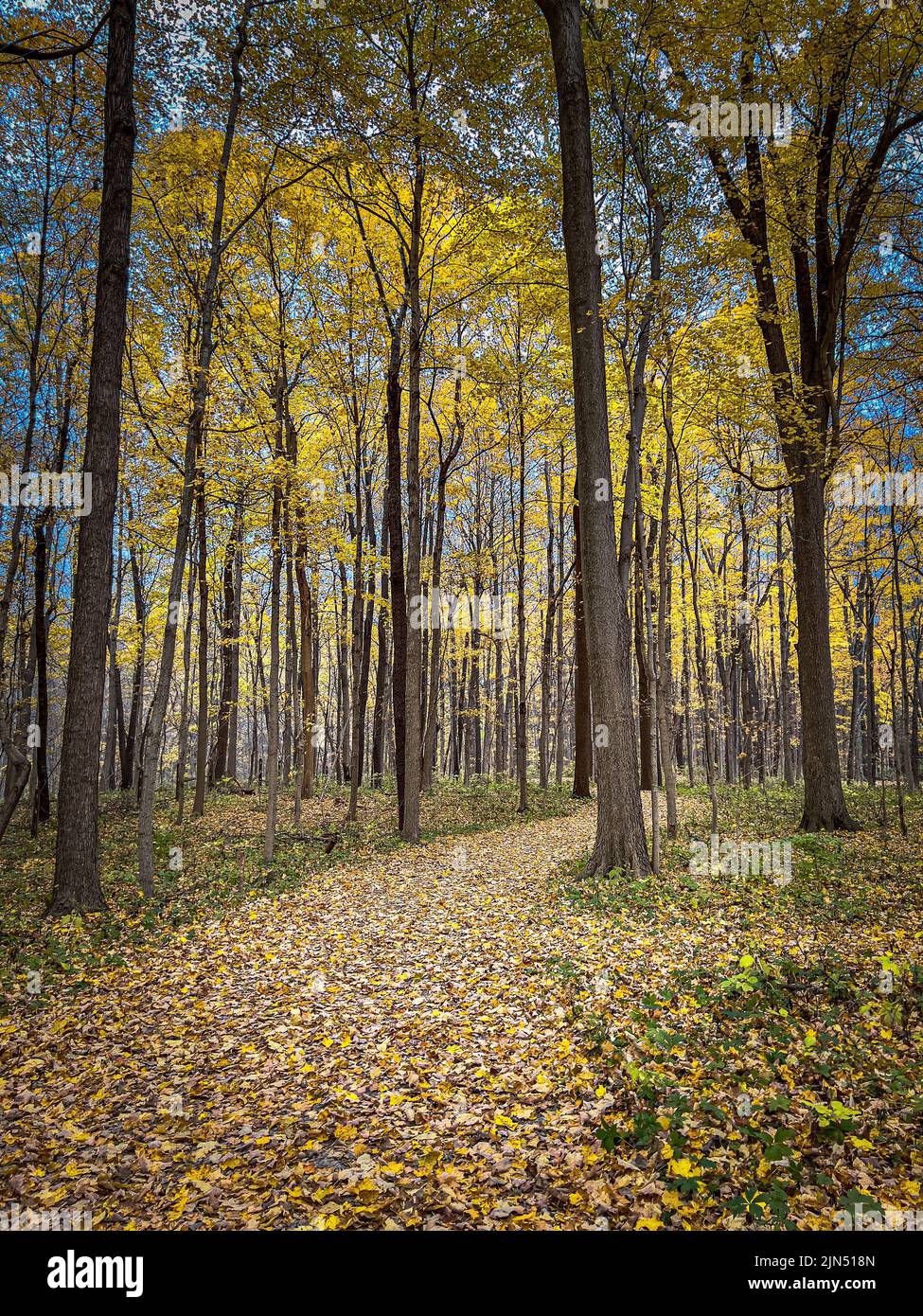 The autumn trees in the forest in Westfield, Indiana Stock Photo - Alamy