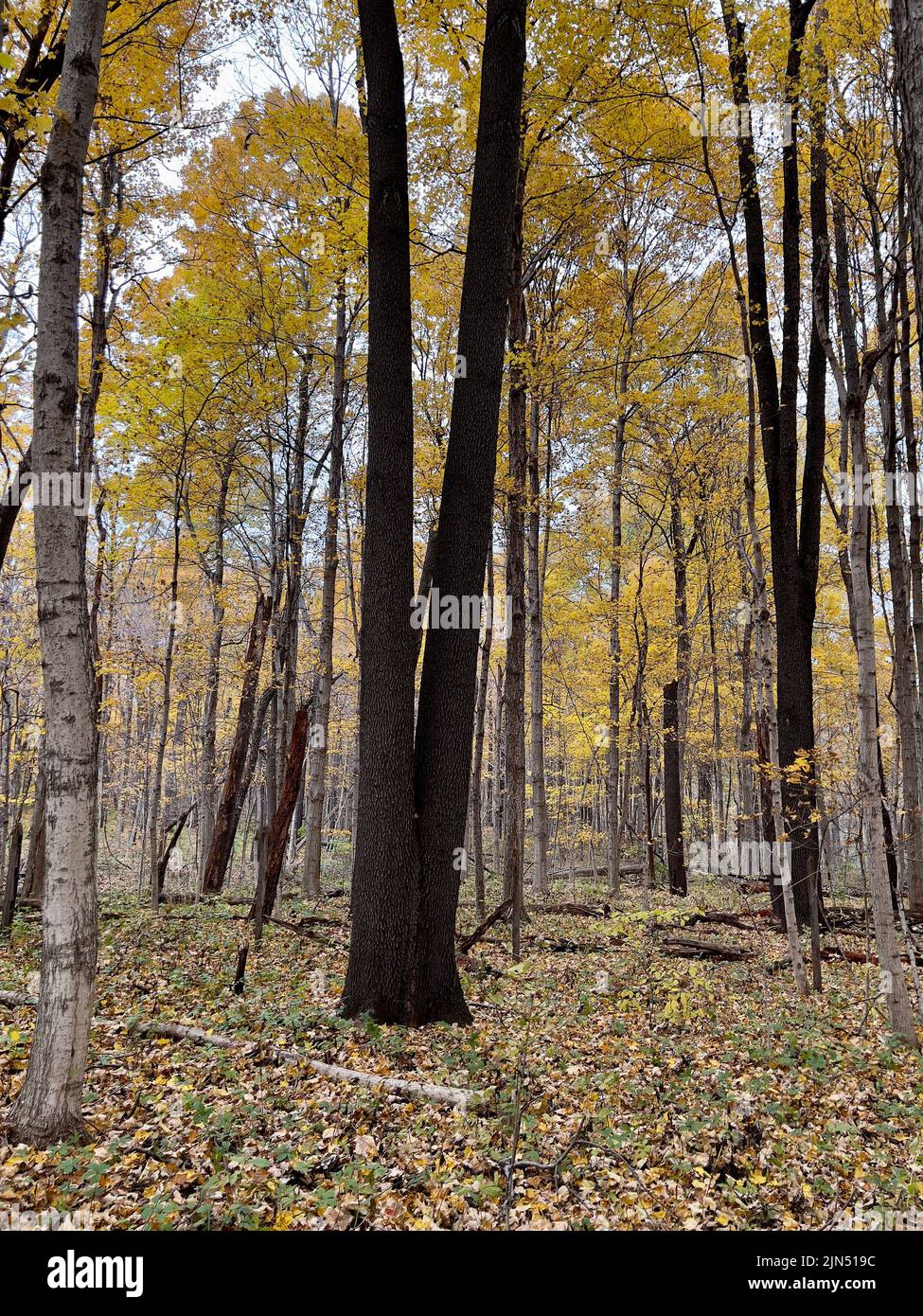 The autumn trees in the forest in Indiana, USA Stock Photo - Alamy