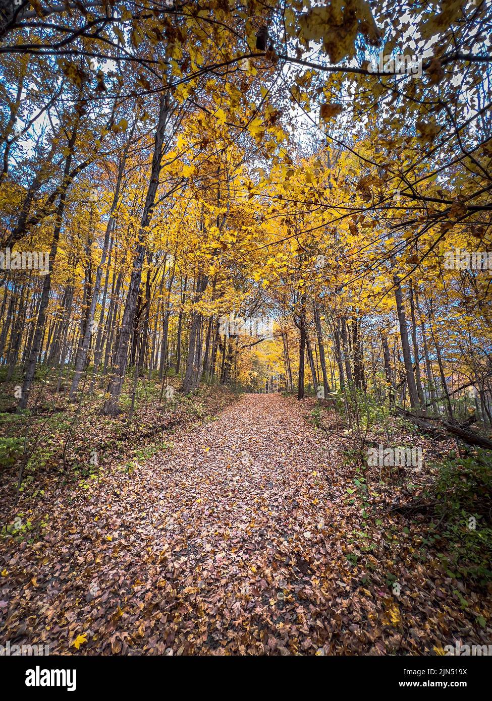 The autumn trees in the forest in Westfield, Indiana Stock Photo - Alamy