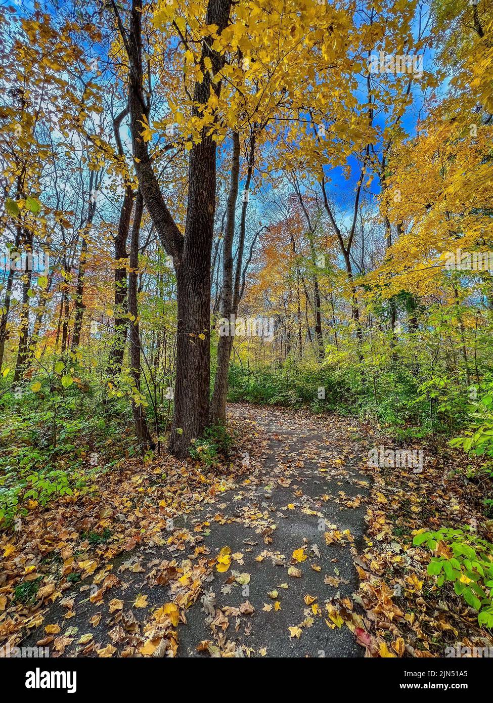The autumn trees in the forest in Noblesville, Indiana Stock Photo - Alamy