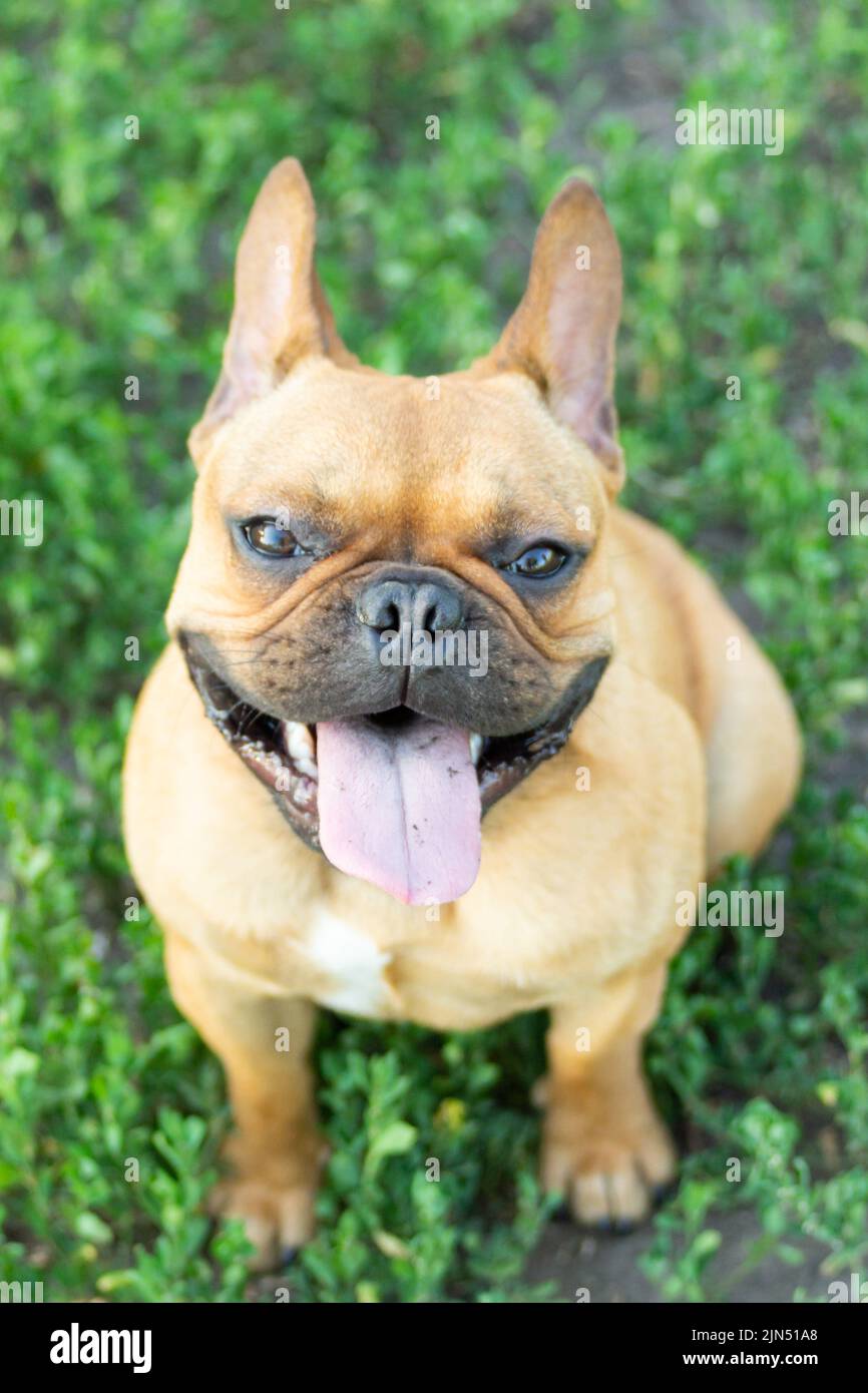 Are French Bulldogs Active