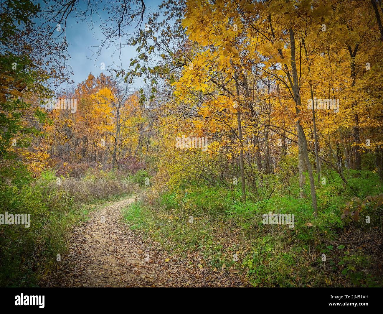 The autumn trees in the forest in Westfield, Indiana Stock Photo - Alamy