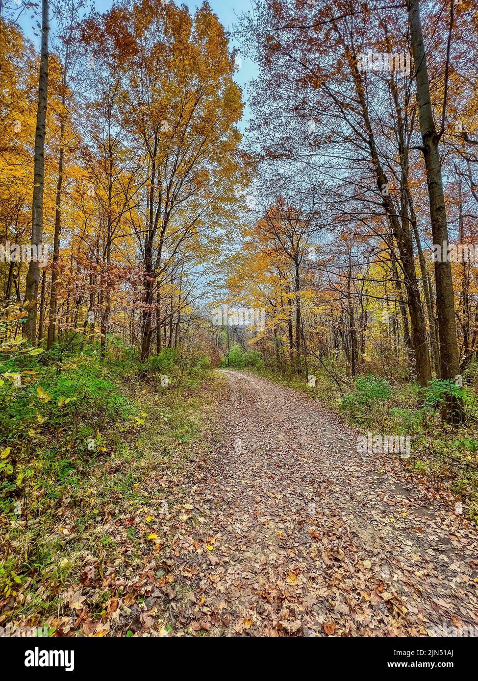 The autumn trees in the forest in Westfield, Indiana Stock Photo - Alamy
