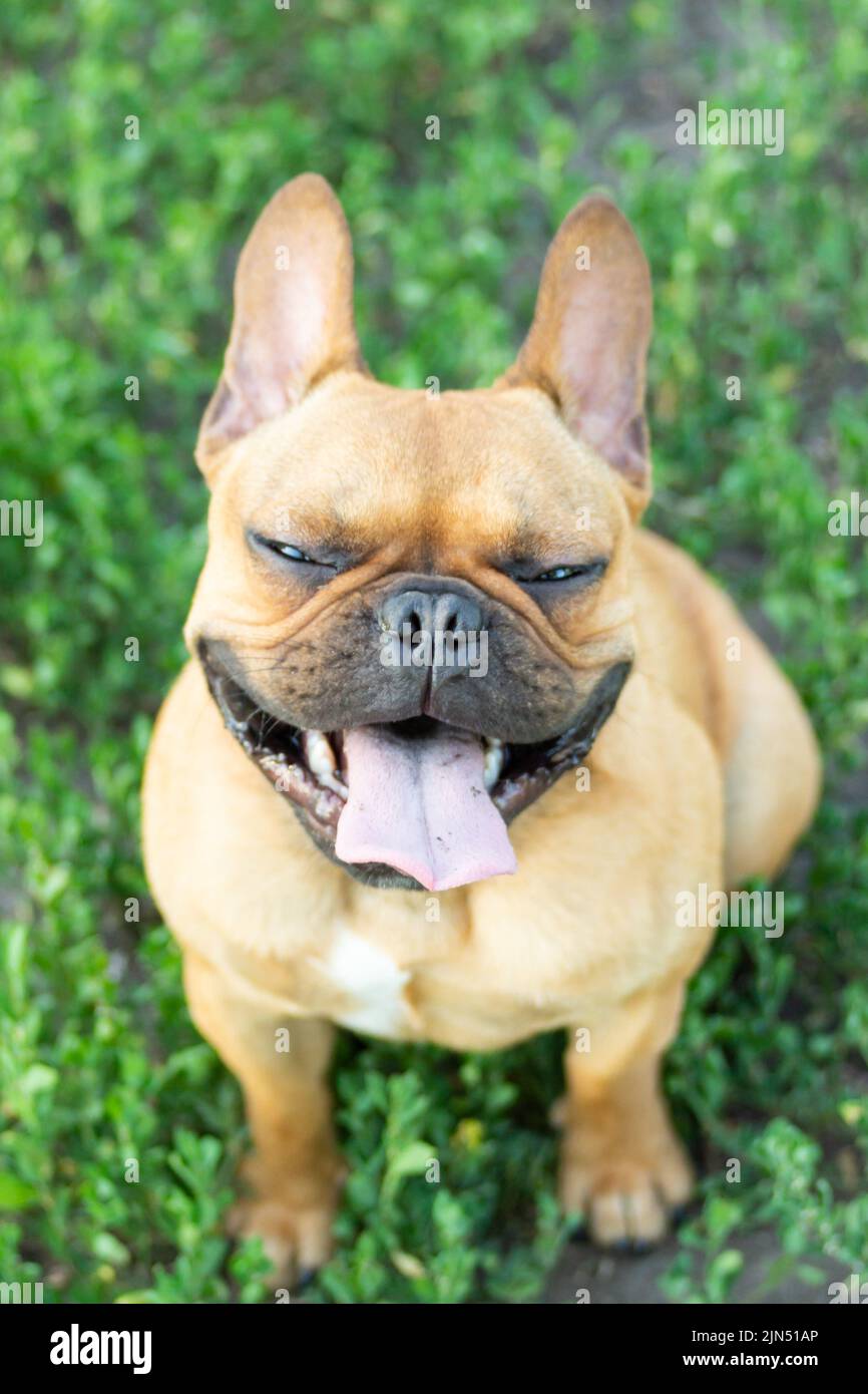 Are French Bulldogs Smart Dogs
