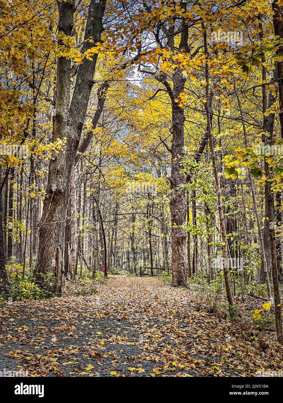 The autumn trees in the forest in Westfield, Indiana Stock Photo - Alamy