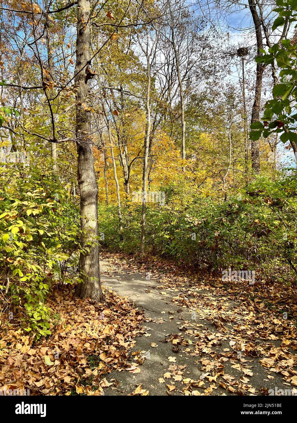 The autumn trees in the forest in Noblesville, Indiana Stock Photo - Alamy