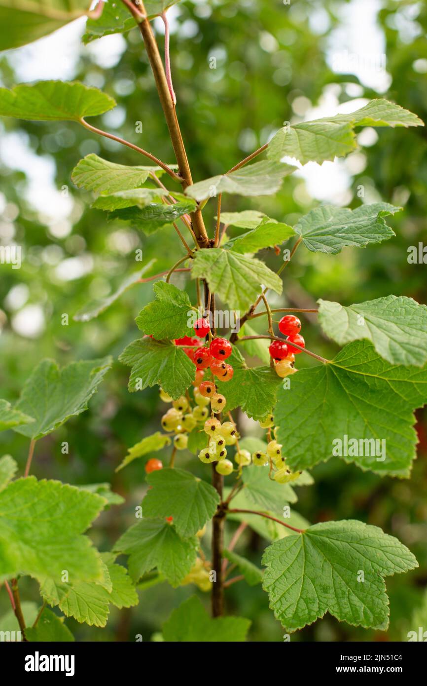 Red currants ripen on a bush in the garden hi-res stock photography and ...