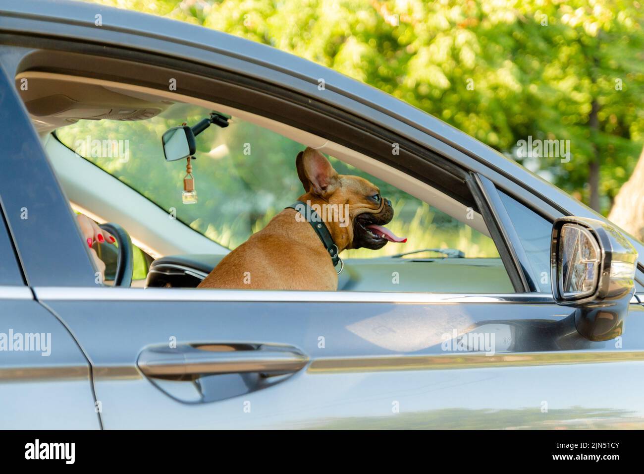 Adorable small active little smart dog French Bulldog in the car and is ...