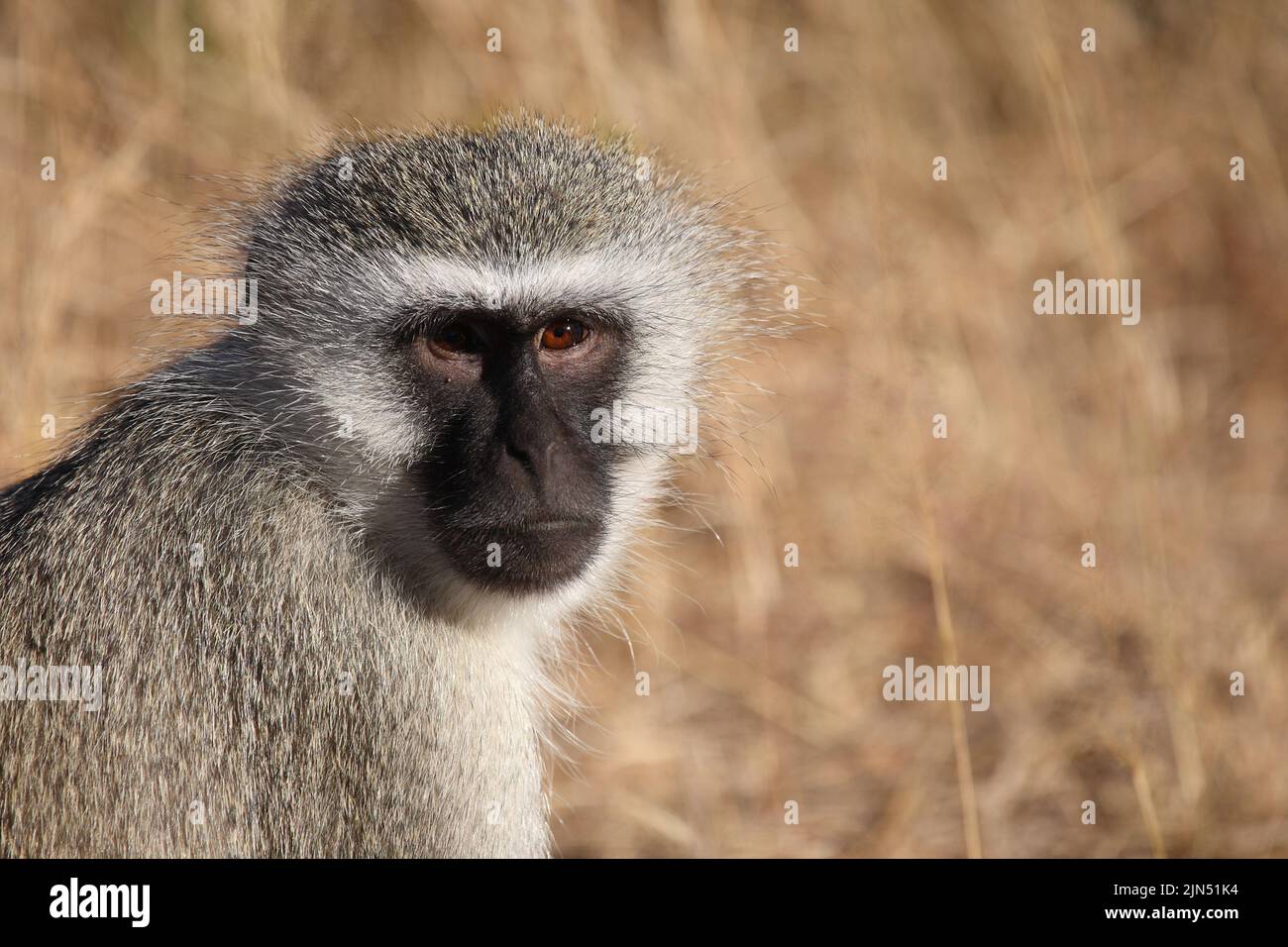 Grüne Meerkatze / Vervet monkey / Cercopithecus aethiops Stock Photo ...