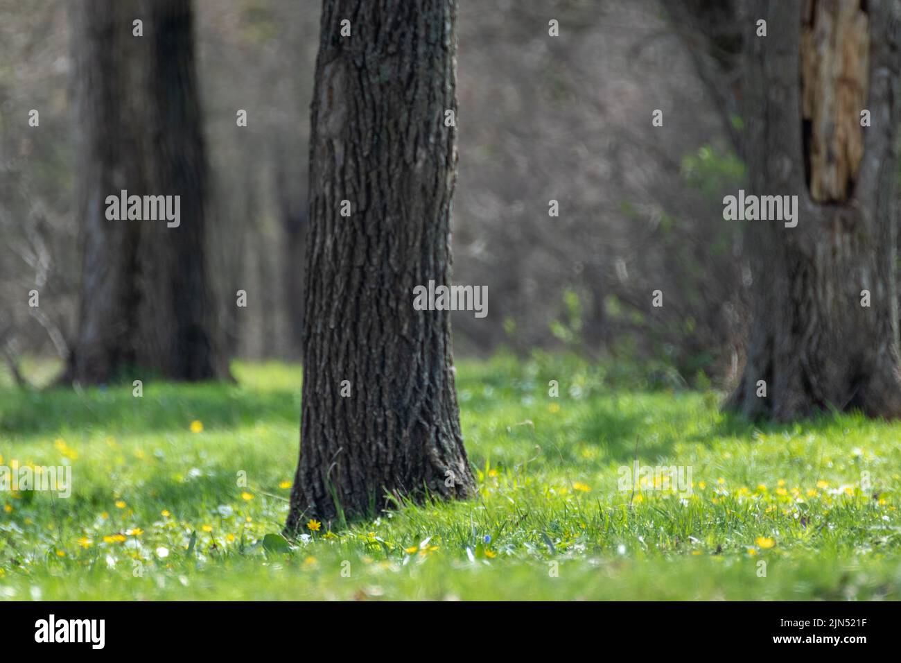 Green vivid grass with yellow flowers meadow close-up in spring forest ...